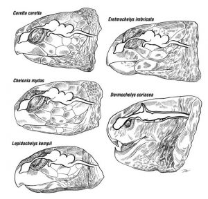 The world of science: turtle brain size - Gnaraloo Wilderness Foundation