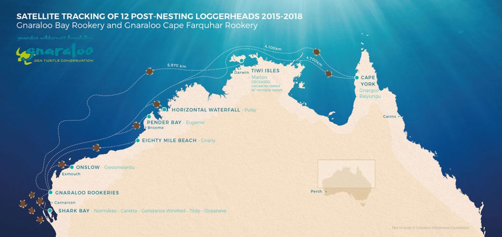 Gnaraloo sea turtle migrations - Gnaraloo Wilderness Foundation